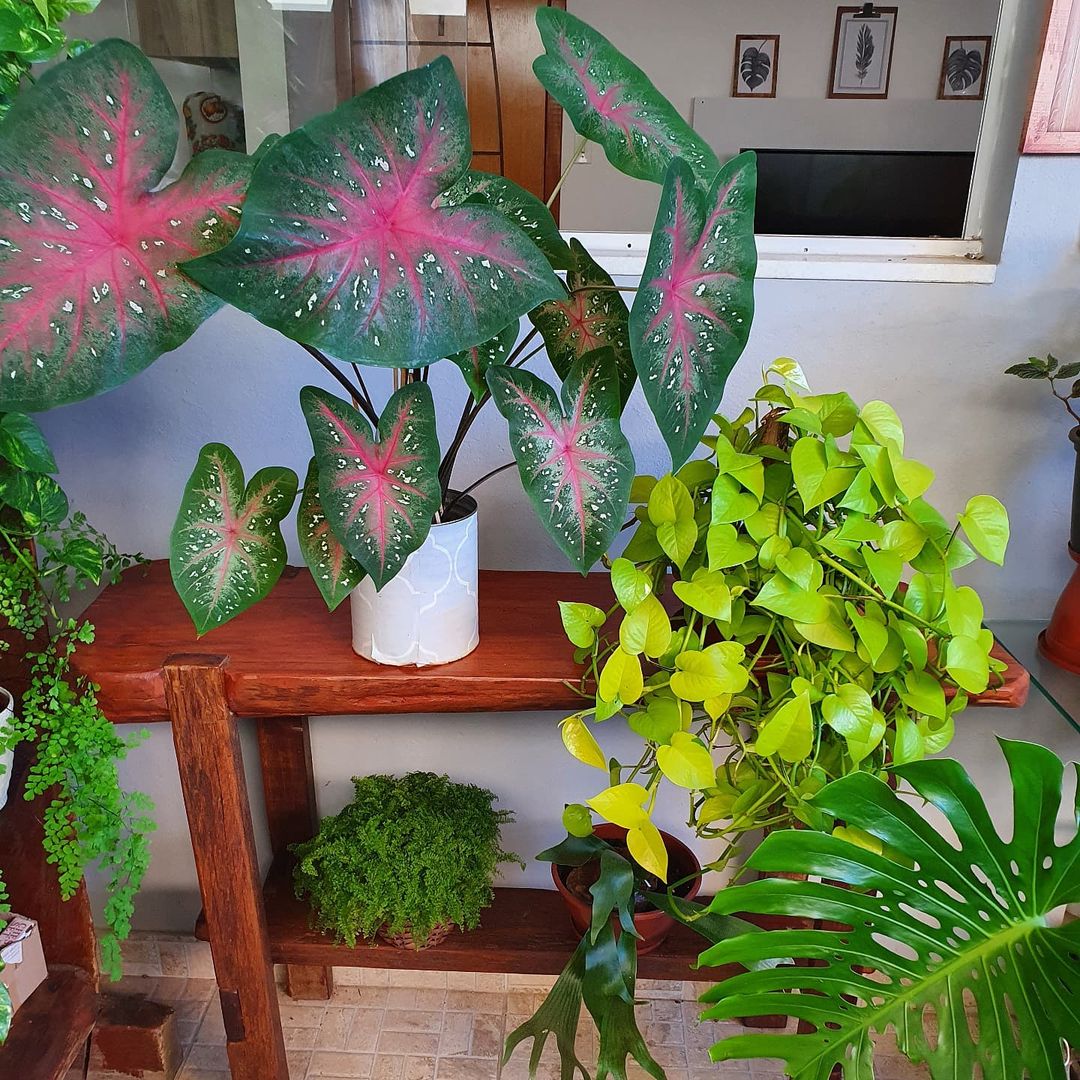 Caladium: tipos e como cultivar a folhagem [DICAS PRÁTICAS]