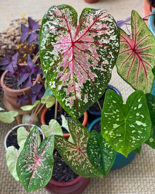 Caladium: tipos e como cultivar a folhagem [DICAS PRÁTICAS]