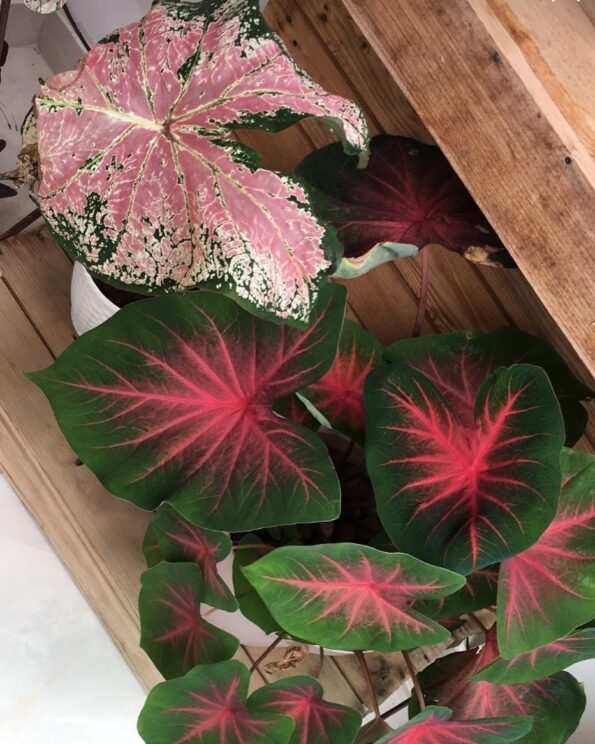 Caladium: tipos e como cultivar a folhagem [DICAS PRÁTICAS]
