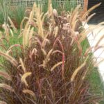 Capim-do-texas: como cultivar + 30 fotos que vão te encantar