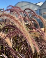 Capim-do-texas: como cultivar + 30 fotos que vão te encantar