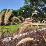 Capim-do-texas: como cultivar + 30 fotos que vão te encantar