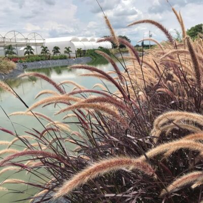 Capim-do-texas: como cultivar + 30 fotos que vão te encantar