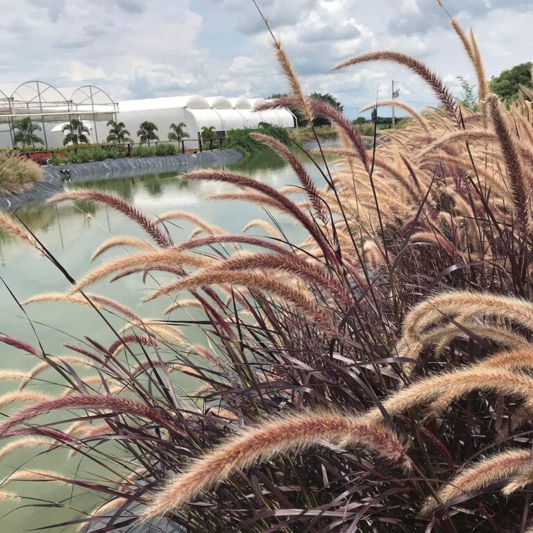 Capim-do-texas: como cultivar + 30 fotos que vão te encantar