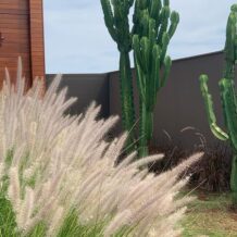 Capim-do-texas: como cultivar + 30 fotos que vão te encantar