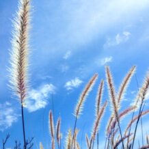 Capim-do-texas: como cultivar + 30 fotos que vão te encantar