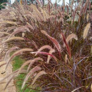 Capim-do-texas: como cultivar + 30 fotos que vão te encantar