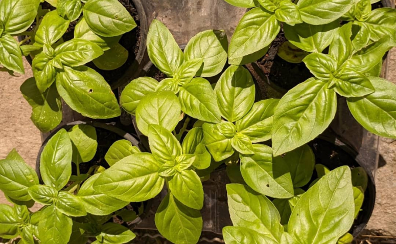 Plantas pequenas: 12 espécies + ideias para qualquer cantinho