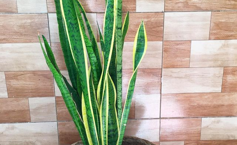 Plantas pequenas: 12 espécies + ideias para qualquer cantinho