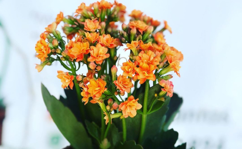 Plantas pequenas: 12 espécies + ideias para qualquer cantinho