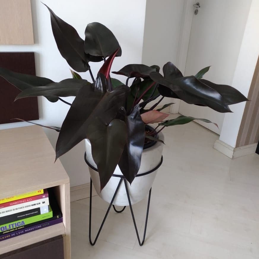 Filodendro-roxo: como cultivar a folhagem com dicas práticas