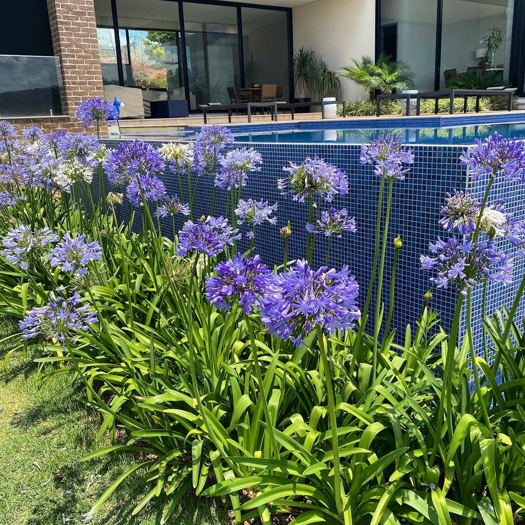 Flores azuis: significado, tipos e fotos com a beleza da cor