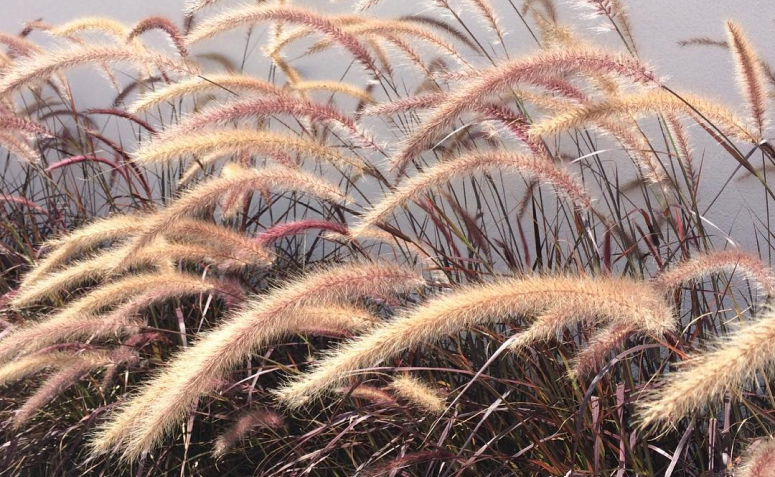 Plantas de sol: 30 espécies para cultivar no seu quintal