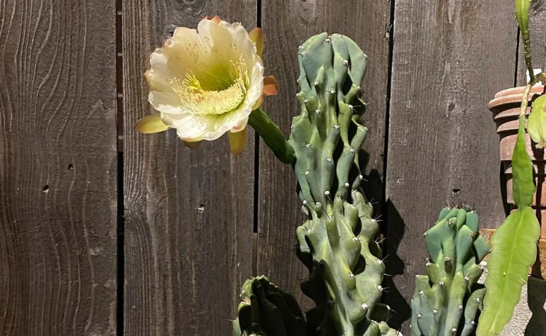 Cacto monstro: como cultivar e 10 ideias para iniciar na jardinagem