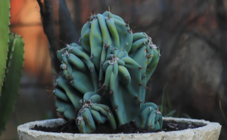 Cacto monstro: como cultivar e 10 ideias para iniciar na jardinagem