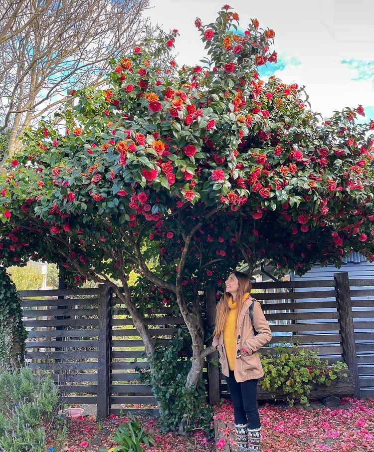 Camélia: 5 dicas de cuidados e como decorar com a flor