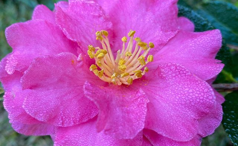 Camélia: 5 dicas de cuidados e como decorar com a flor