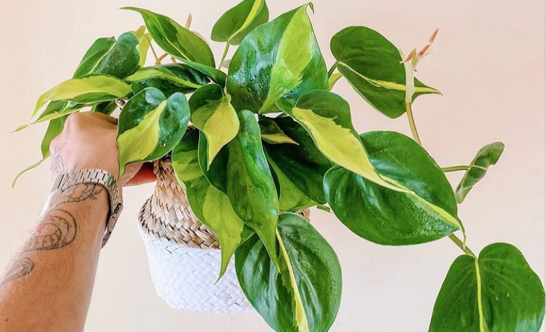 Filodendro-brasil: como cultivar e ideias para decorar com a planta