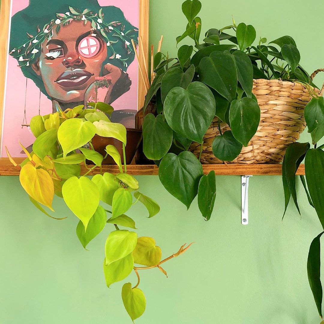 Filodendro-brasil: como cultivar e ideias para decorar com a planta