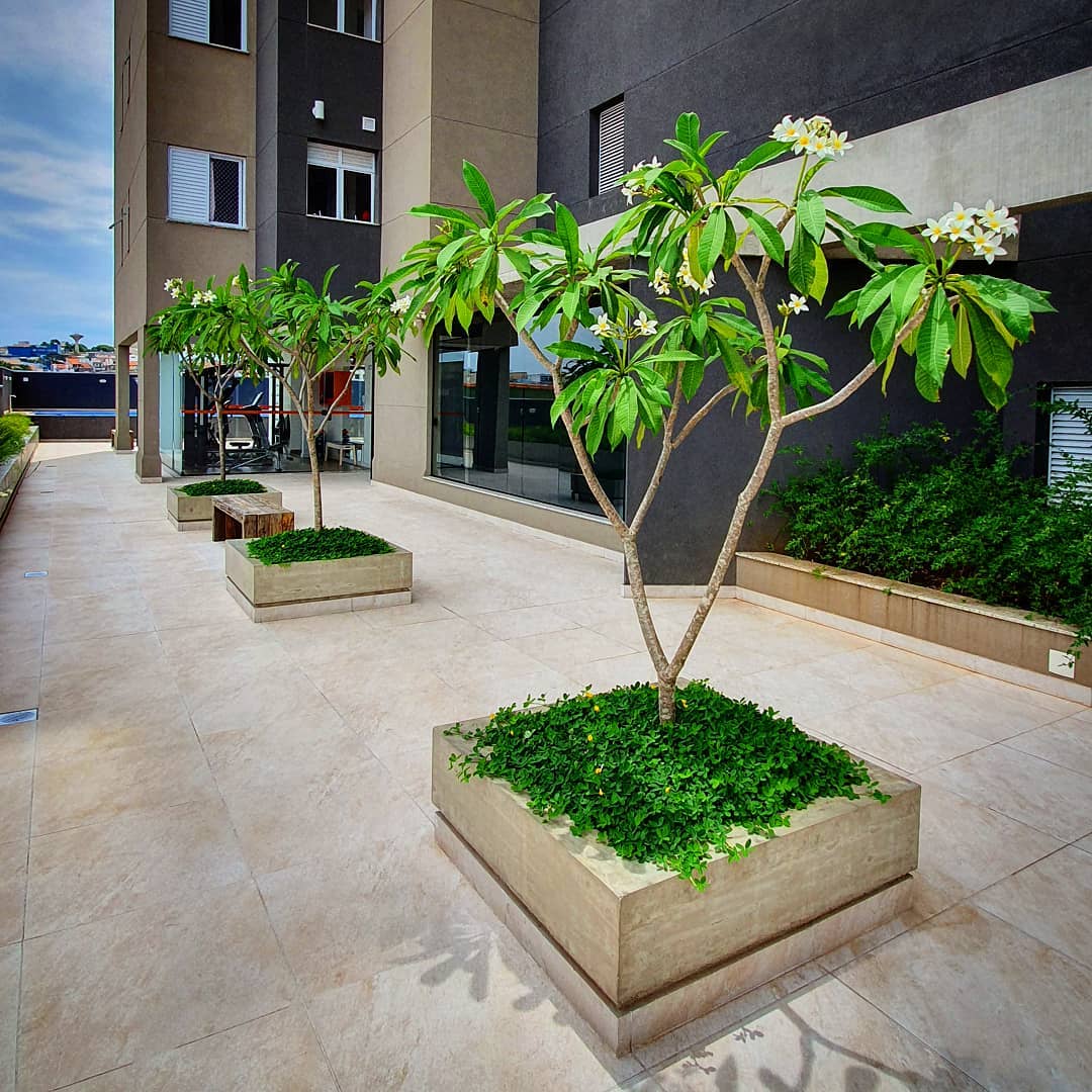 Jasmim-Manga: dicas de cultivo e 10 formas de usar na decoração