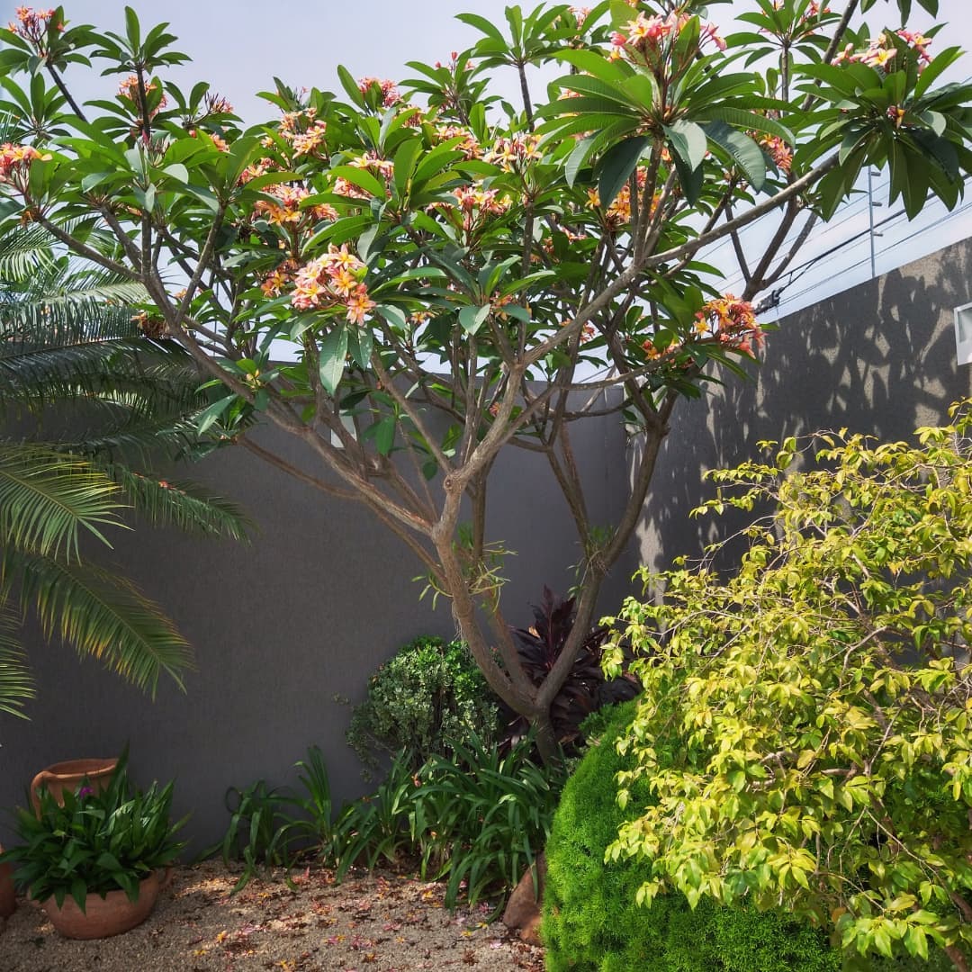 Jasmim-Manga: dicas de cultivo e 10 formas de usar na decoração