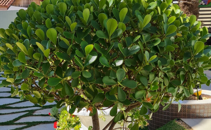 Plantas de sol: 30 espécies para cultivar no seu quintal