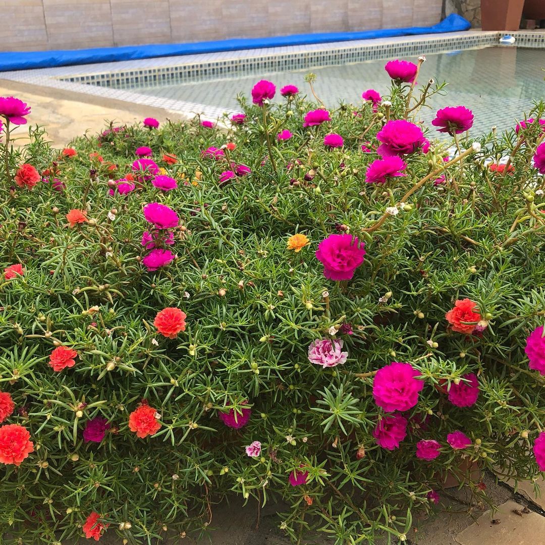 Flor onze-horas: dicas de cultivo e ideias para decorar o jardim