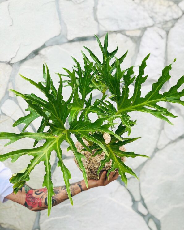 Guaimbê: dicas práticas para cultivar + ideias para seu jardim