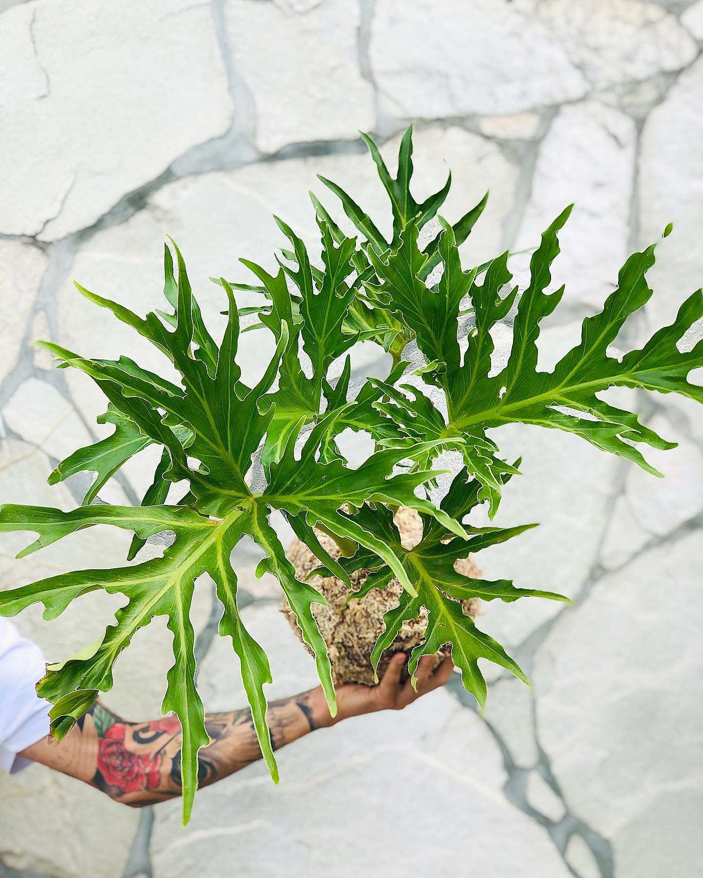 Guaimbê: dicas práticas para cultivar + ideias para seu jardim