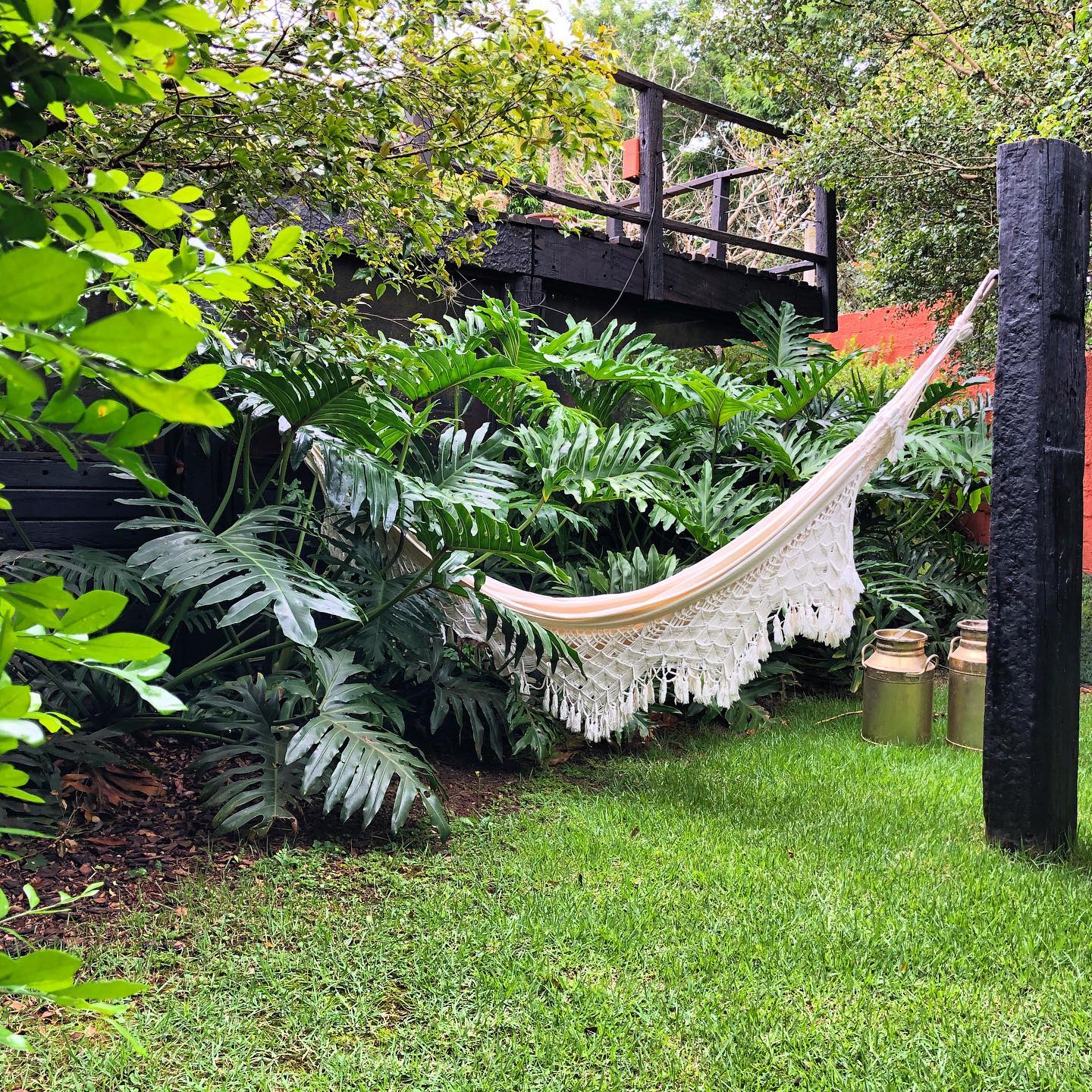 Guaimbê: dicas práticas para cultivar + ideias para seu jardim