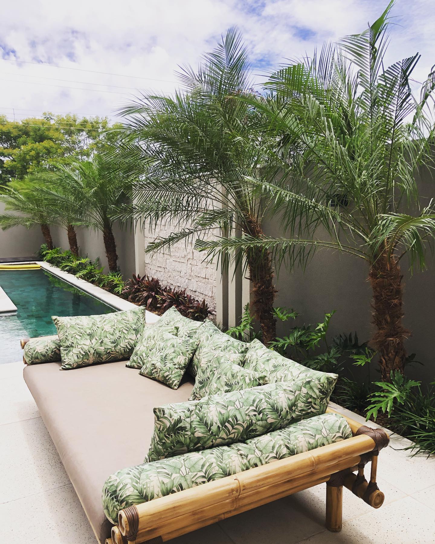 Guaimbê: dicas práticas para cultivar + ideias para seu jardim