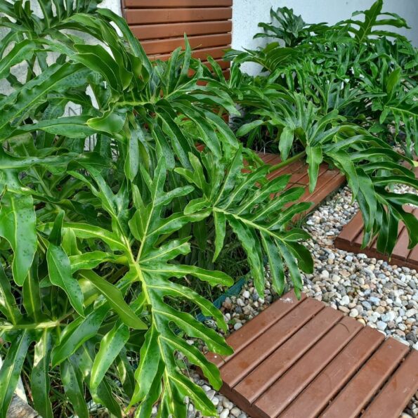 Guaimbê: dicas práticas para cultivar + ideias para seu jardim