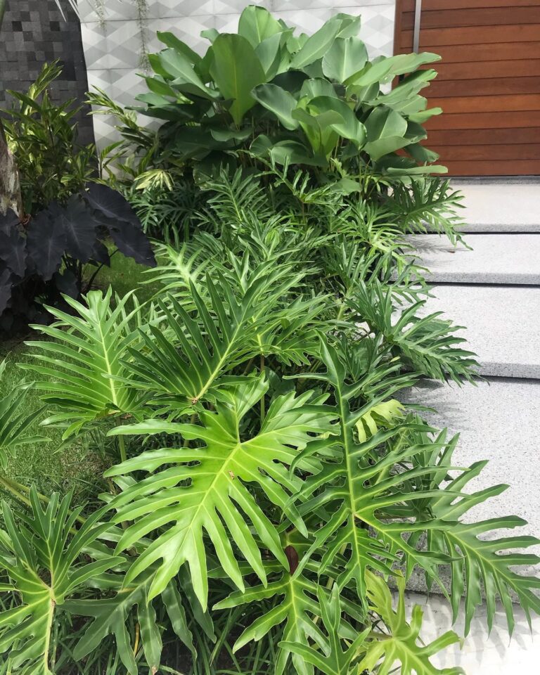 Guaimbê: dicas práticas para cultivar + ideias para seu jardim