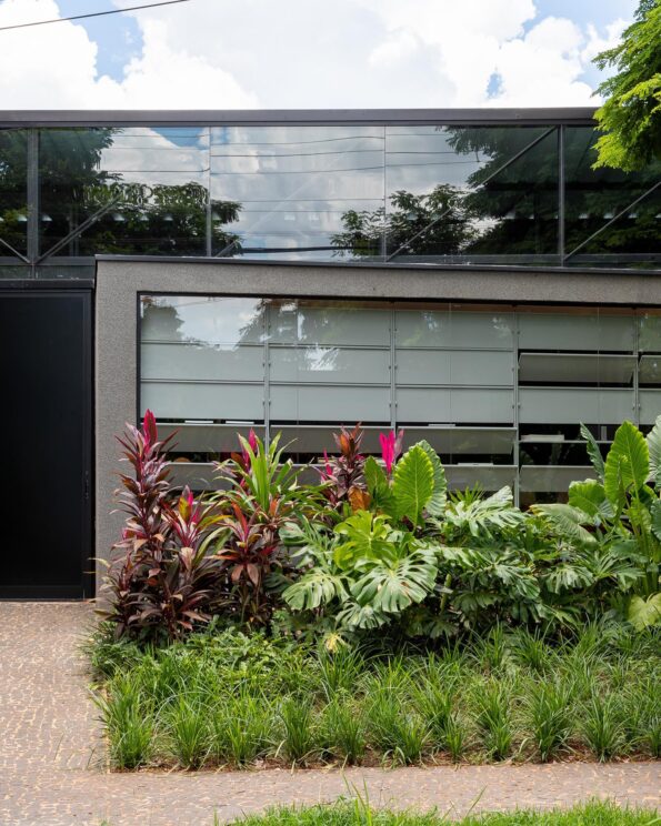 Guaimbê: dicas práticas para cultivar + ideias para seu jardim