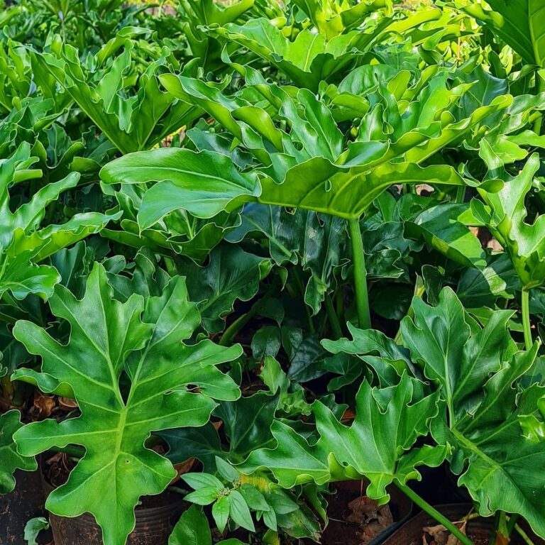 Guaimbê: dicas práticas para cultivar + ideias para seu jardim