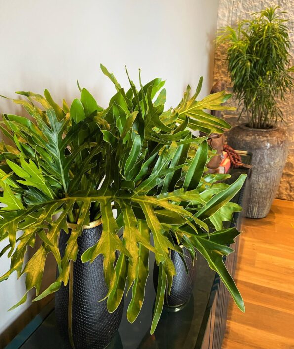 Guaimbê: dicas práticas para cultivar + ideias para seu jardim