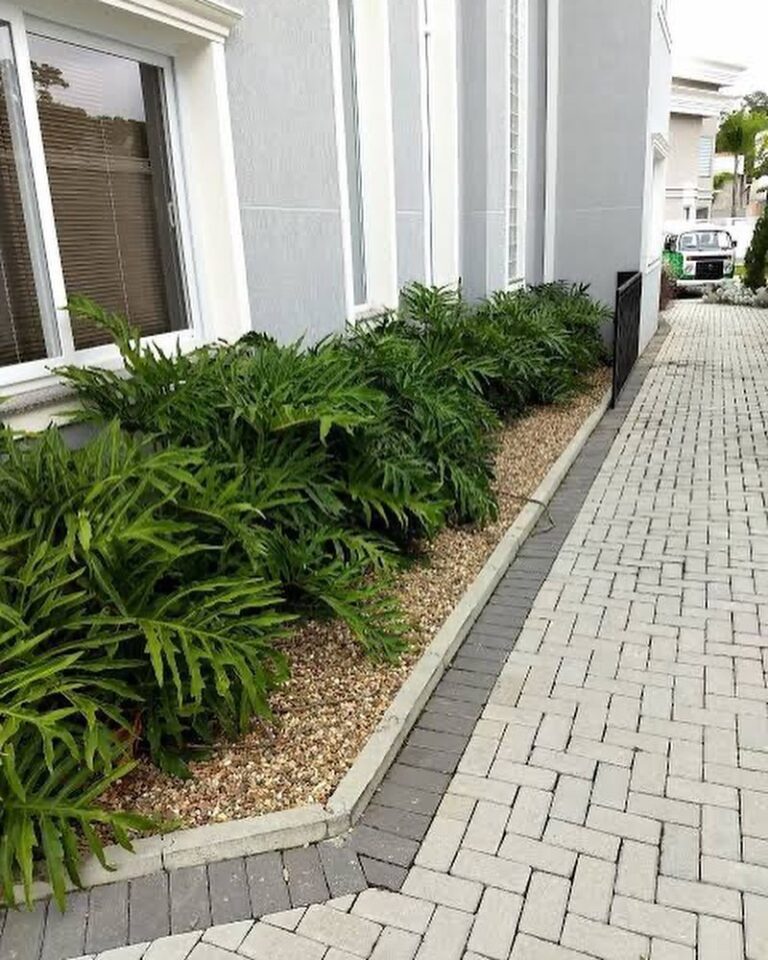 Guaimbê: dicas práticas para cultivar + ideias para seu jardim