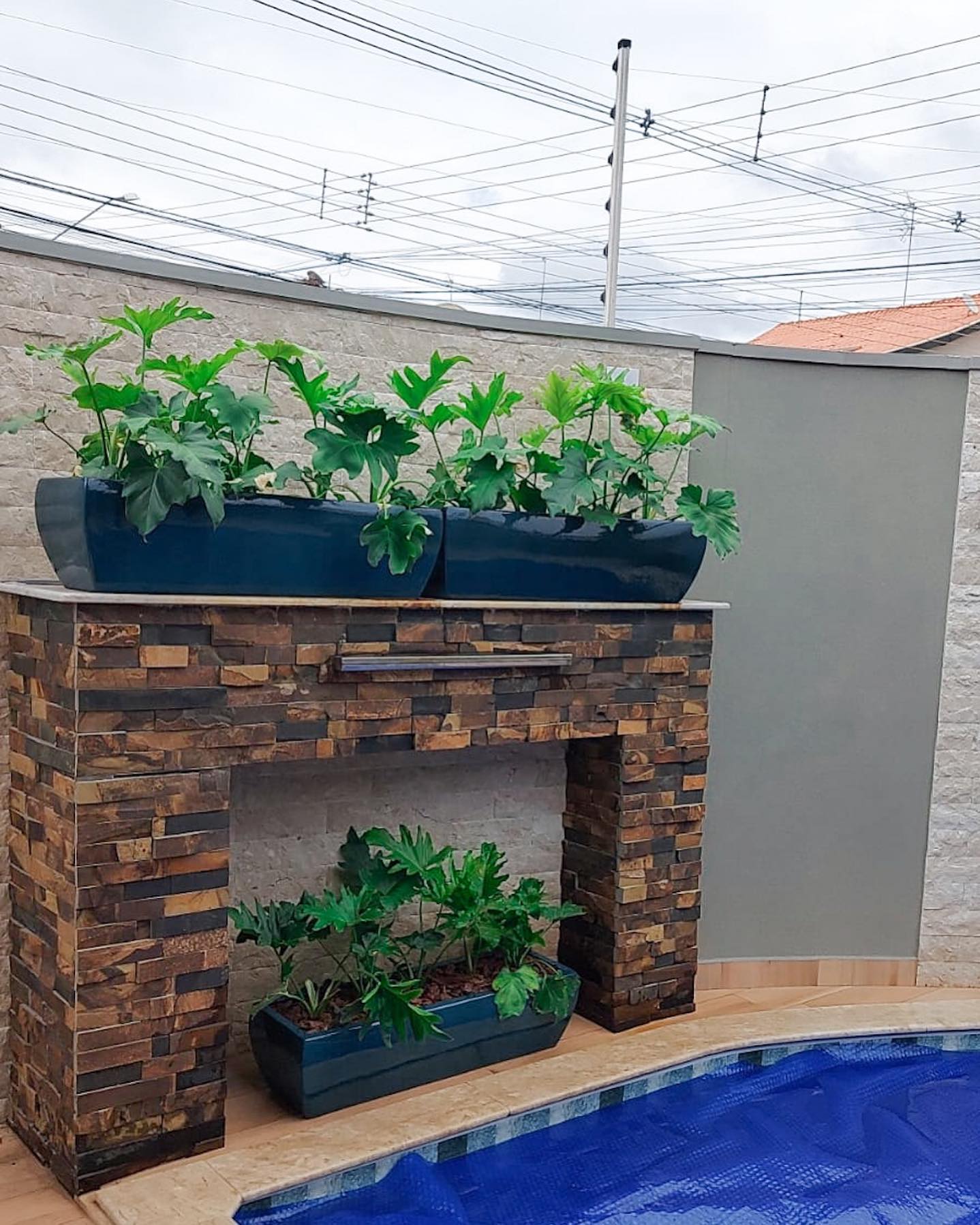 Guaimbê: dicas práticas para cultivar + ideias para seu jardim