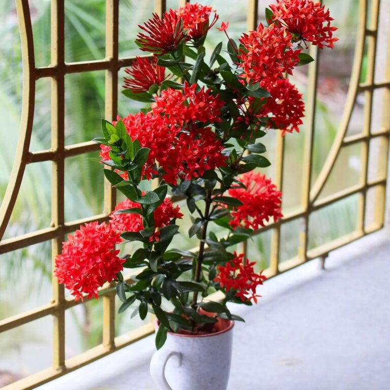 Ixora: como cultivar a planta no jardim e usá-la na decoração