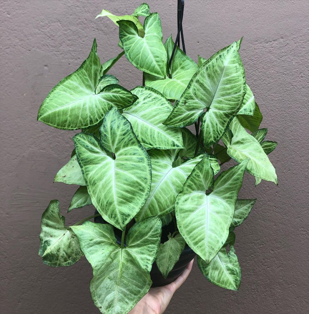 Singônio: 4 tipos + como cuidar e como usar na decoração [FOTOS]