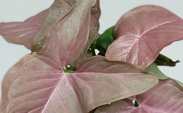 Singônio: 4 tipos + como cuidar e como usar na decoração [FOTOS]