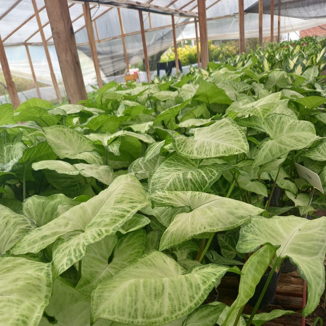 Singônio: 4 tipos + como cuidar e como usar na decoração [FOTOS]