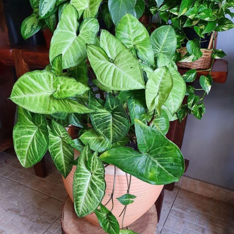 Singônio: 4 tipos + como cuidar e como usar na decoração [FOTOS]