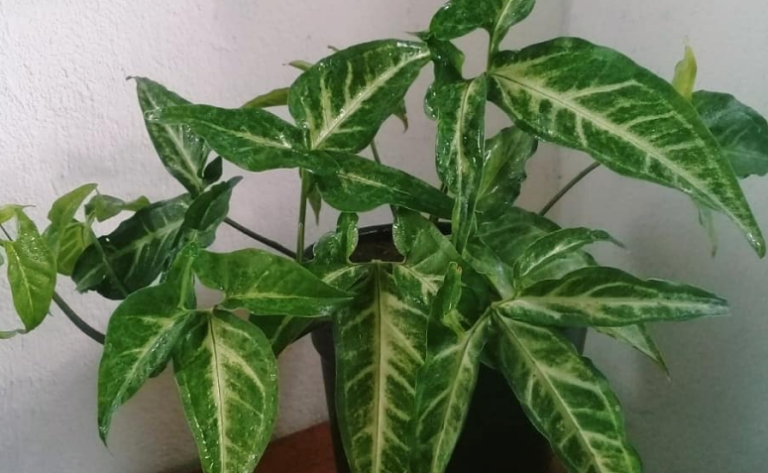 Singônio: 4 tipos + como cuidar e como usar na decoração [FOTOS]