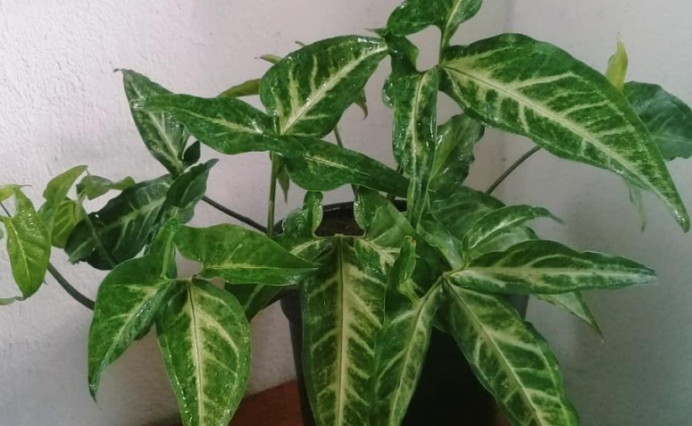 Singônio: 4 tipos + como cuidar e como usar na decoração [FOTOS]