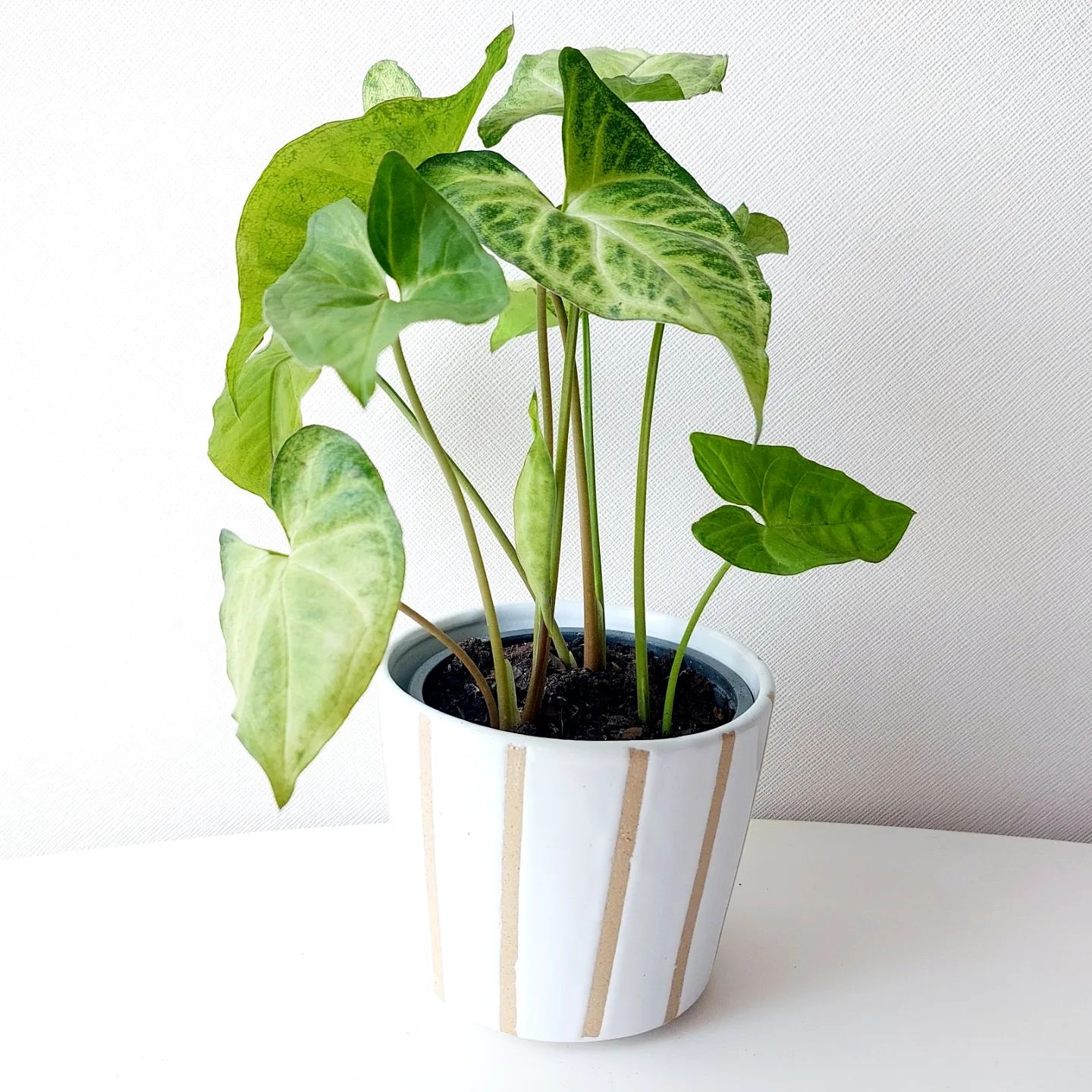 Singônio: 4 tipos + como cuidar e como usar na decoração [FOTOS]