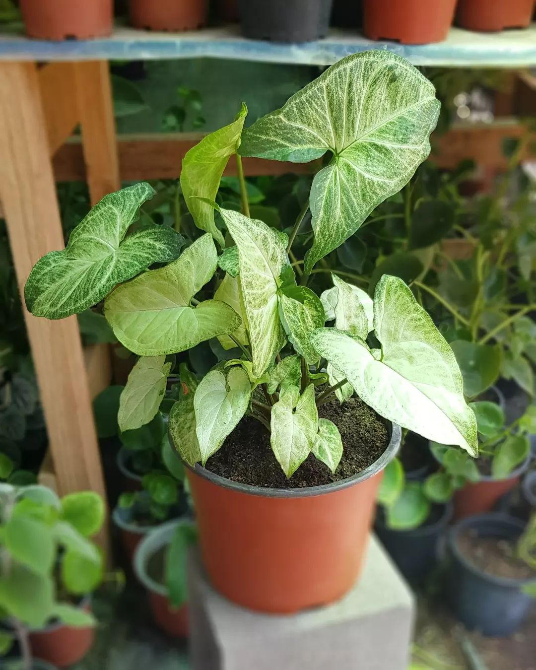 Singônio: 4 tipos + como cuidar e como usar na decoração [FOTOS]