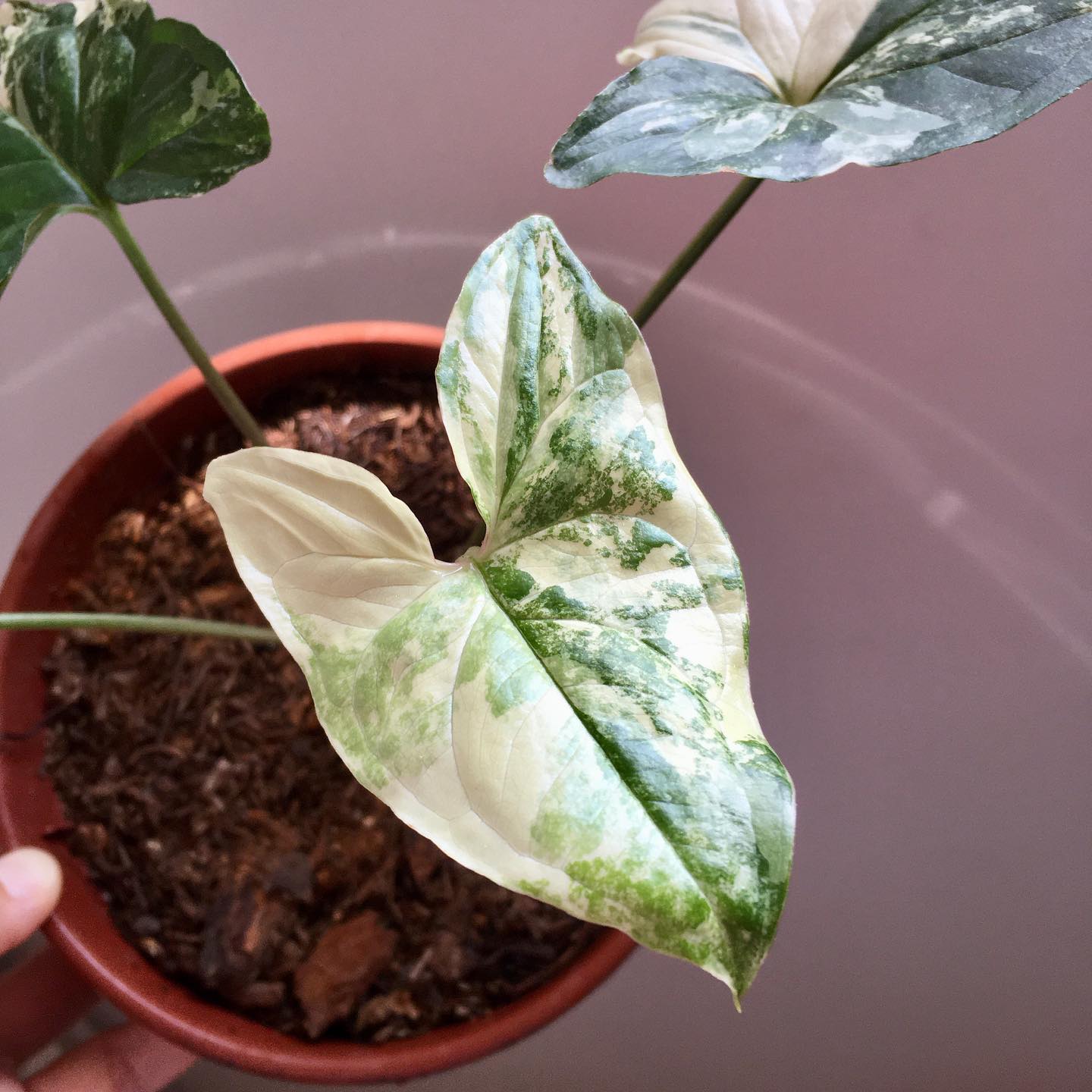 Singônio: 4 tipos + como cuidar e como usar na decoração [FOTOS]