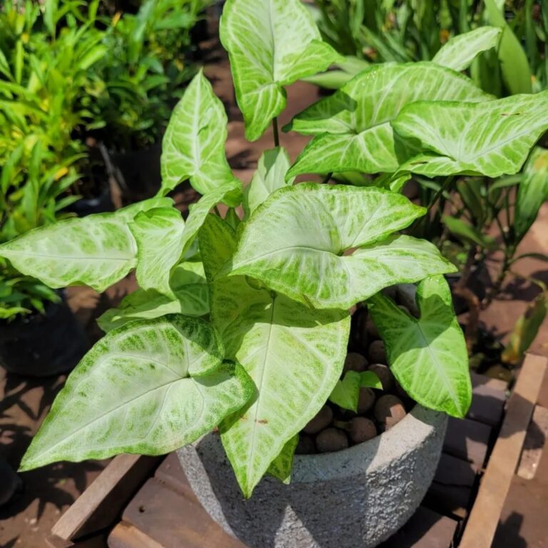 Singônio: 4 tipos + como cuidar e como usar na decoração [FOTOS]