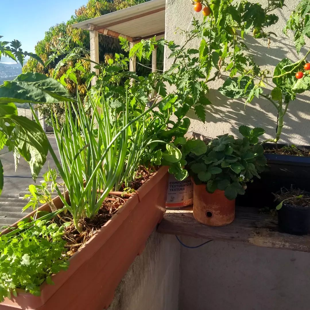 Horta em casa: COMO FAZER + ideias para cultivar a sua